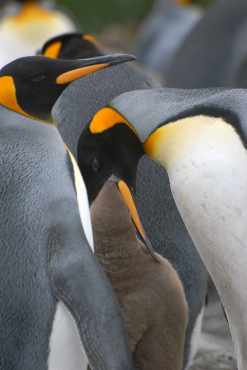 King Penguins Pictures And Facts king-penguins-pictures-and-facts